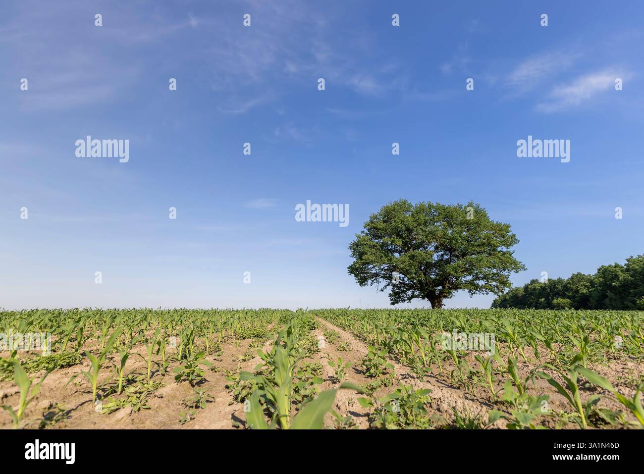 a lone oak tree in a green cornfield with young sweet corn plants, one ...