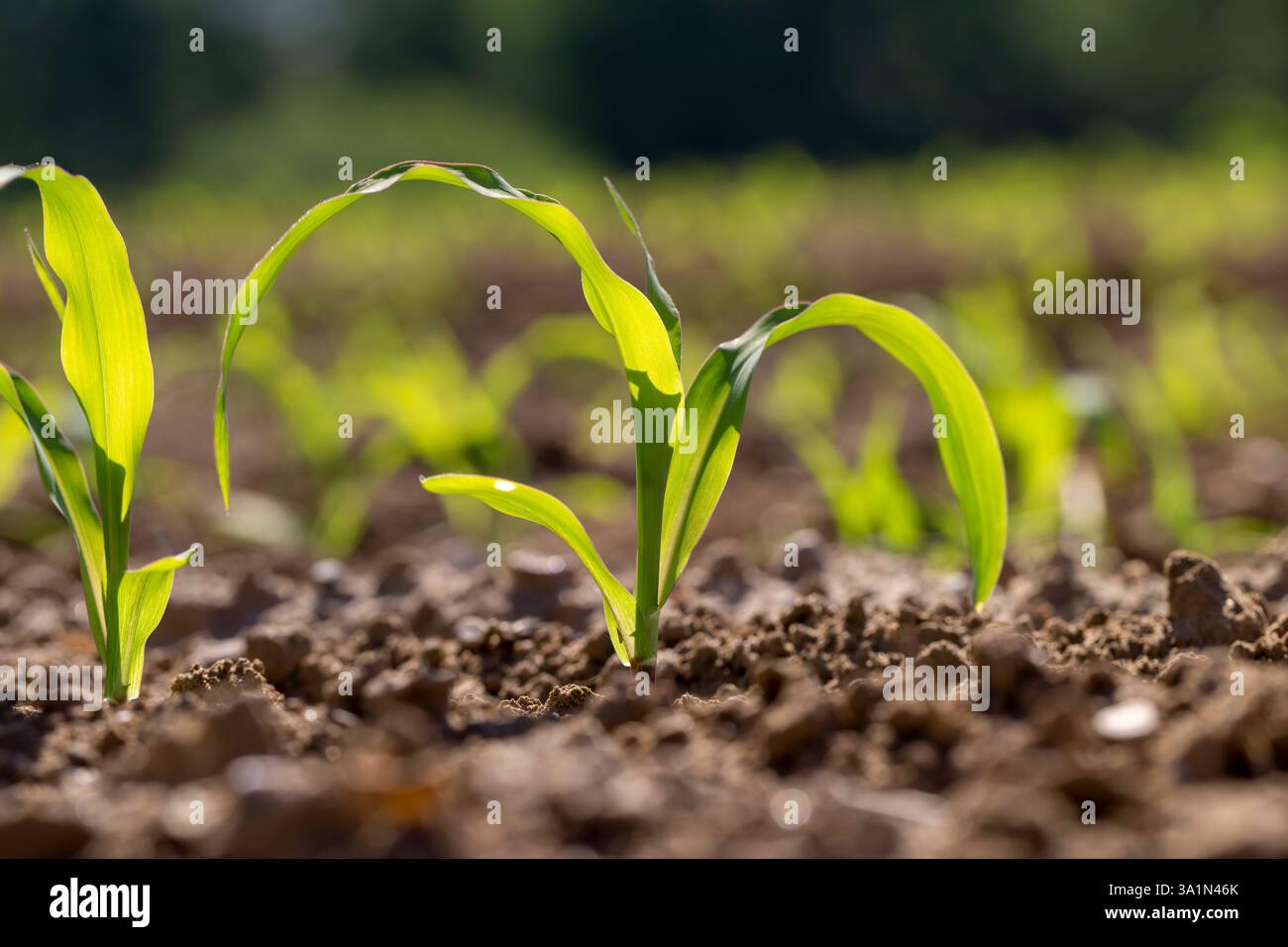 green corn in the field on a sunny day, the new shoots of young corn in ...