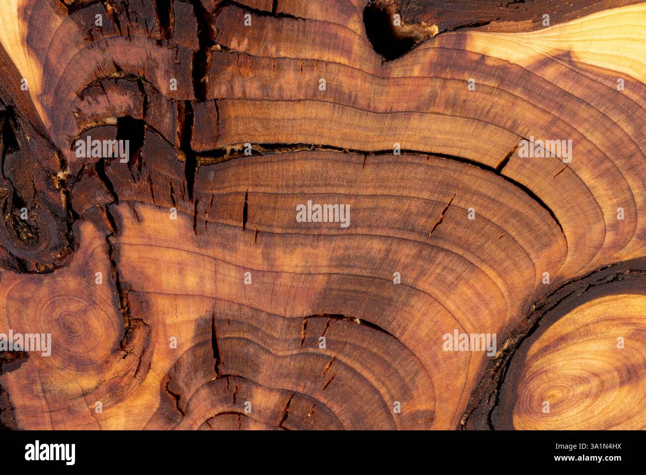 wood of the larch tree with annual rings, treated for decoration a ...