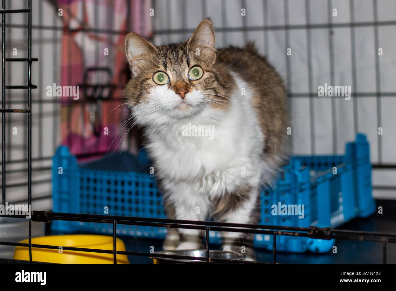 A domestic cat is currently positioned within a cage, intently staring ...