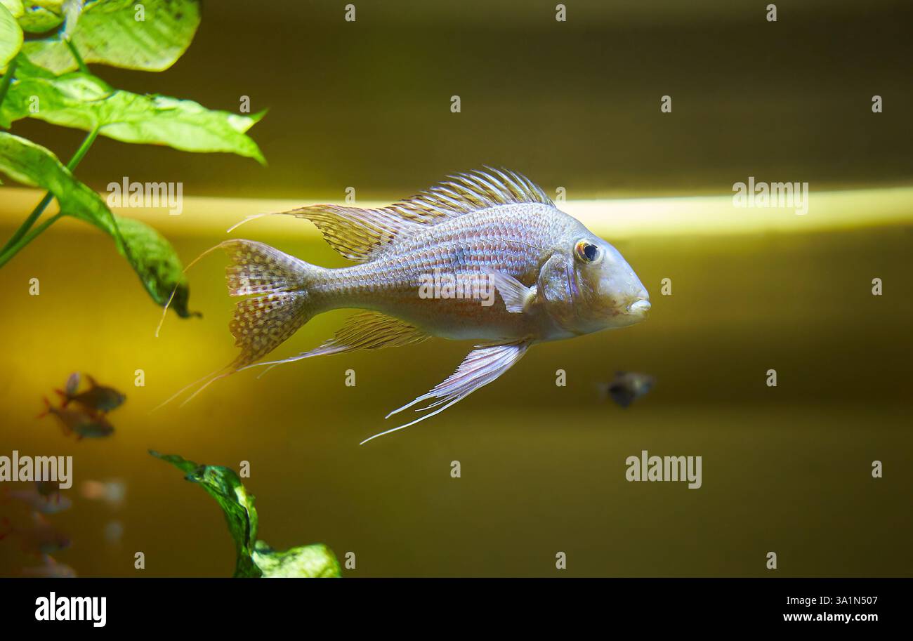 Geophagus altifrons fish swimming in the clean sea underwater with ...