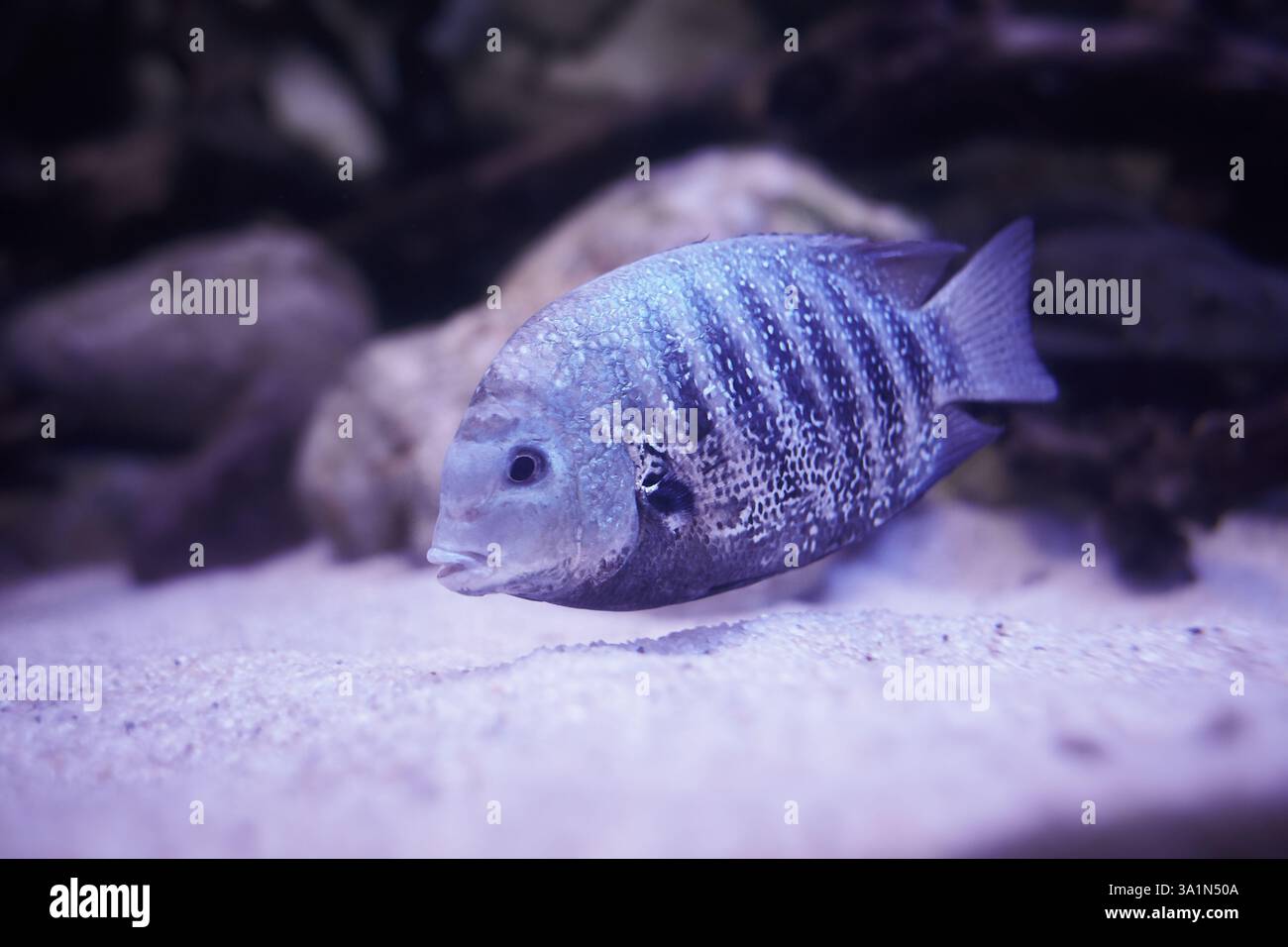 Silver Cichlid fish swimming in the clean sea underwater with colorful ...