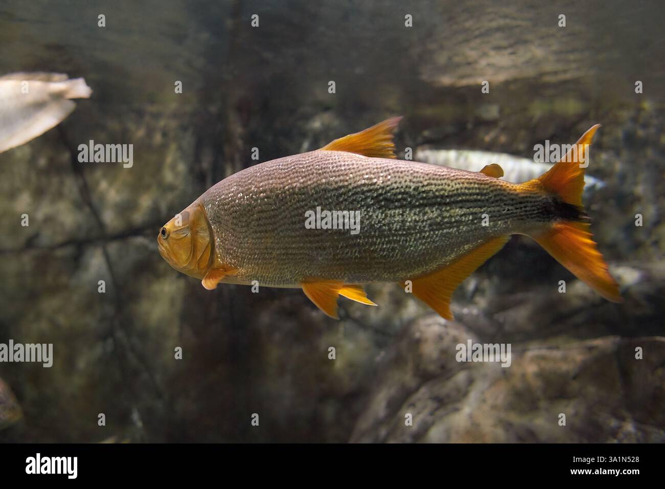 Salminus brasiliensis dorado, golden dorado, river tiger or jawed ...