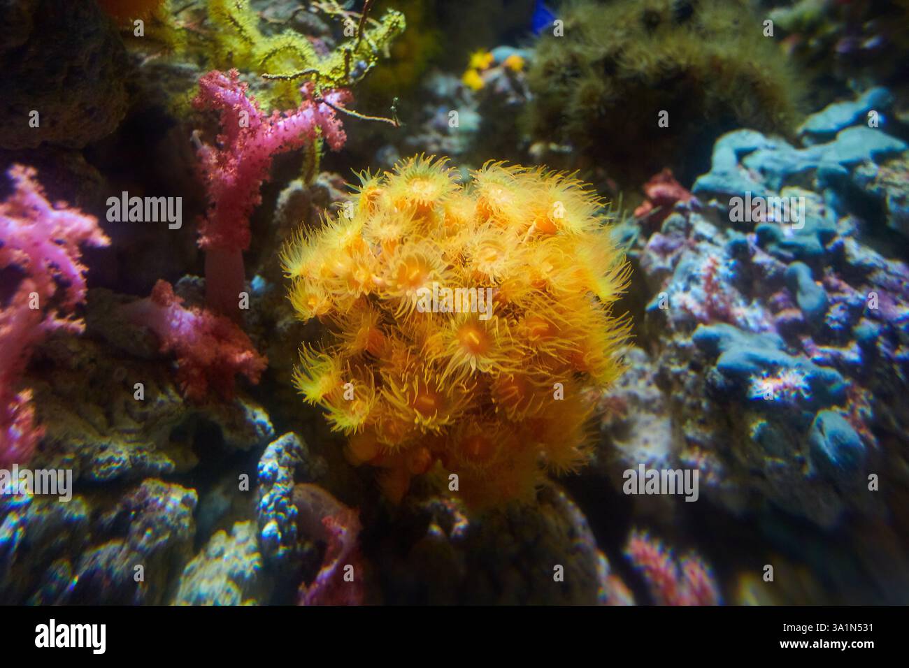 Orange cup coral reef fish aquarium. sea flowers are growing and ...