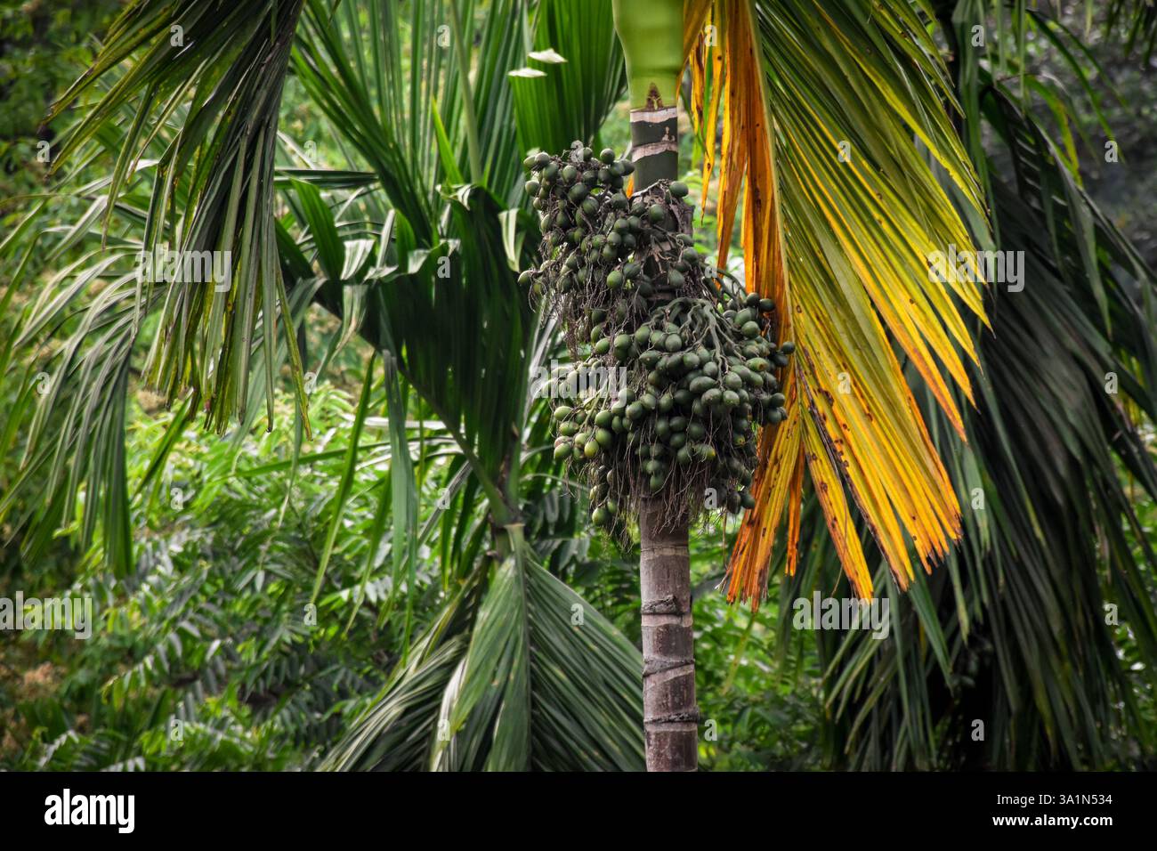Lush green foliage surrounds a Betel Nuts tree adorned with dense ...