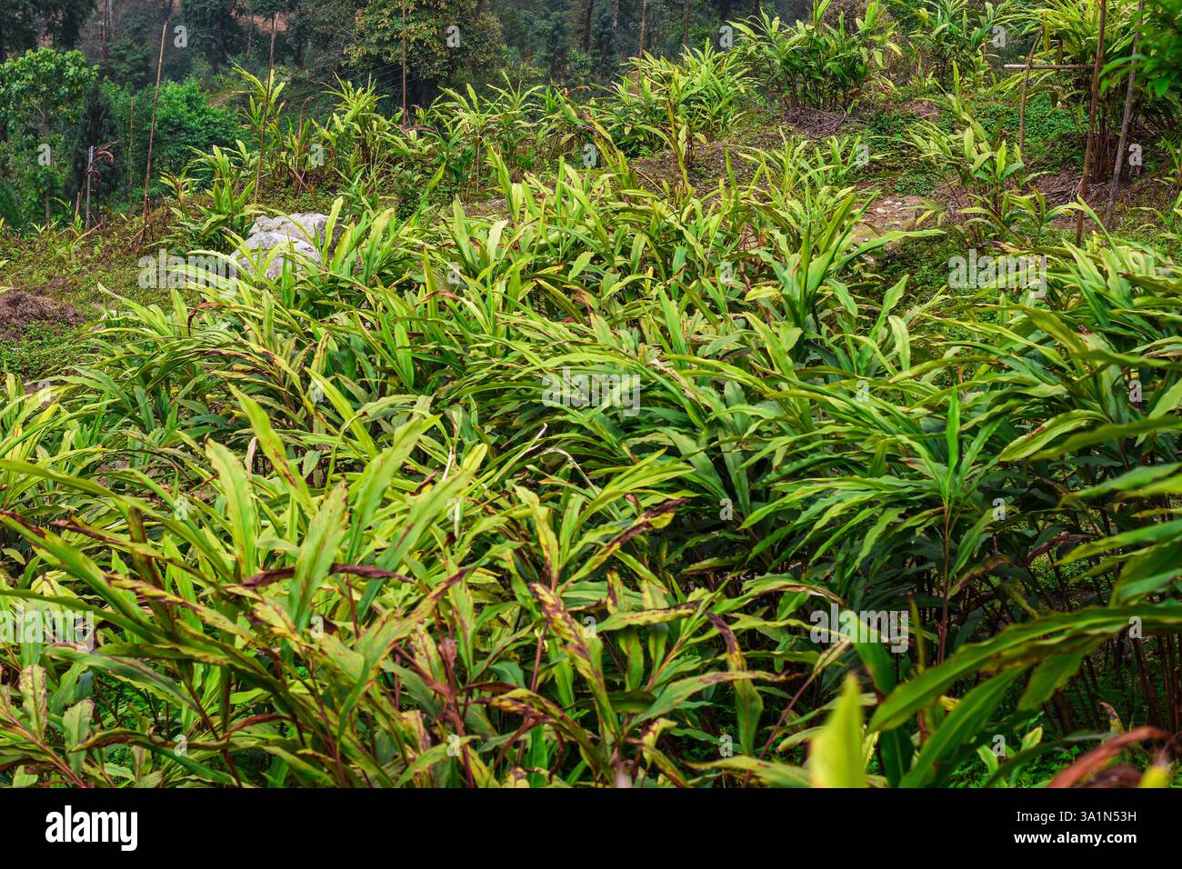Cardamom tree hi-res stock photography and images - Alamy