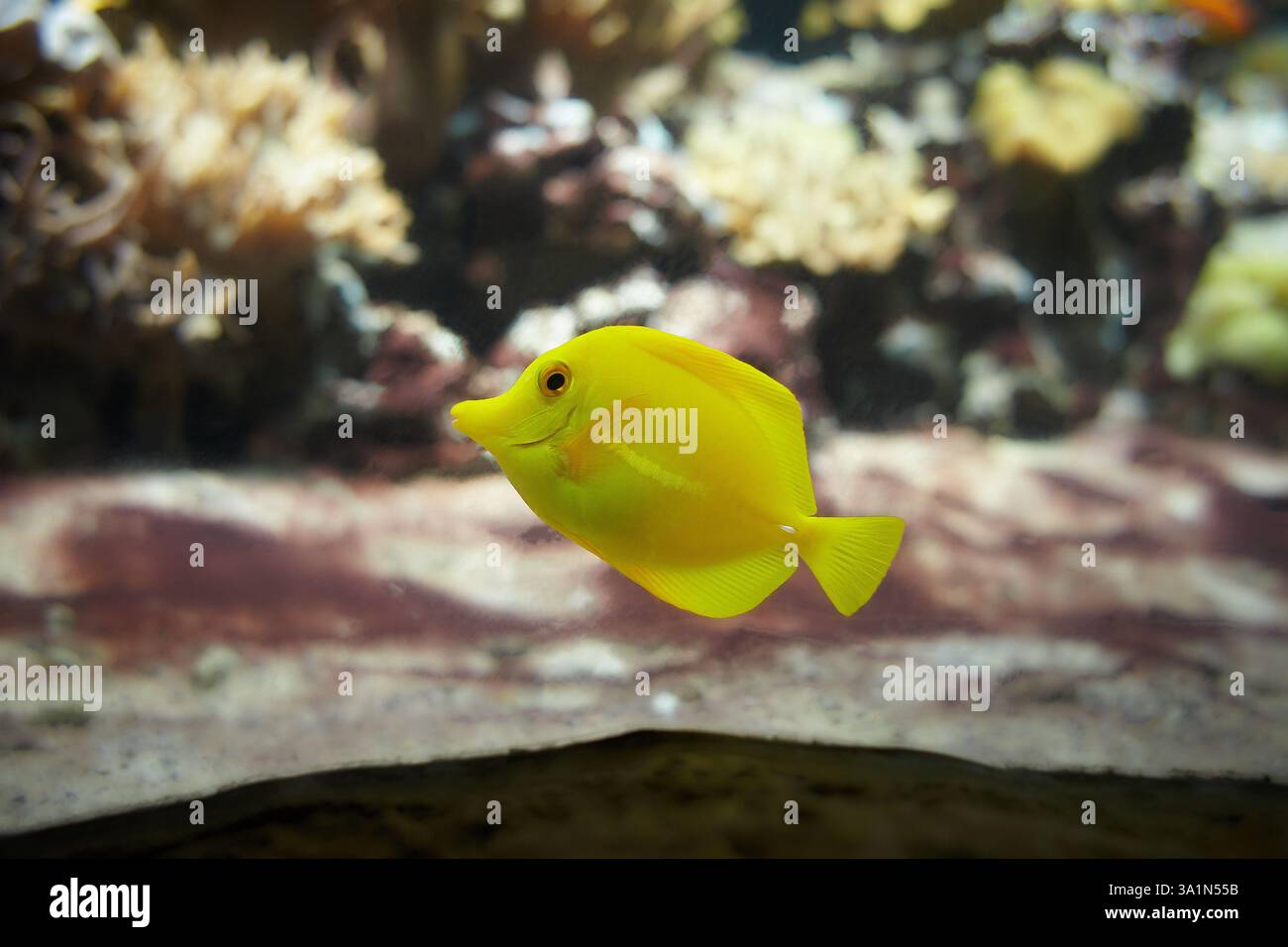 Yellow tang fish swimming in the clean sea underwater with colorful ...
