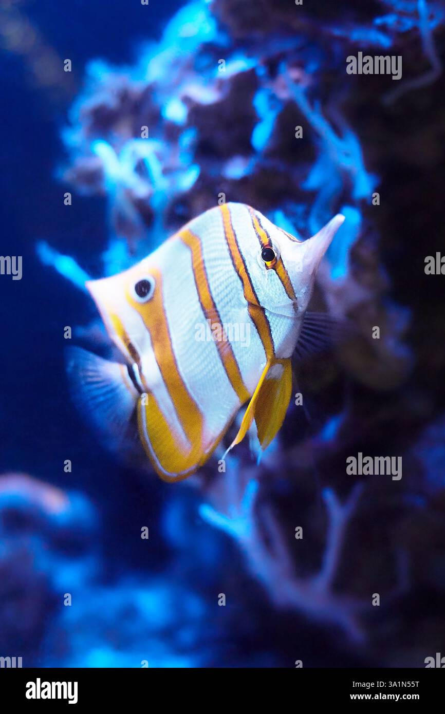 Copperband butterflyfish fish swimming in the clean sea underwater with ...