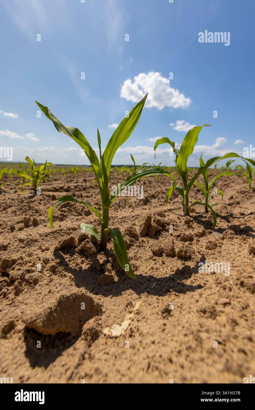 small corn sprouts in a field, growing sweet corn in eastern Europe ...