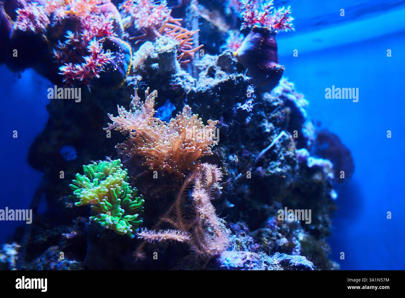 Salt water coral reef fish aquarium. sea flowers are growing and ...