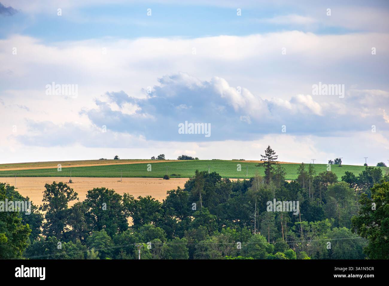Rolling summer fields in Bohemia with green and golden farmland, tree ...