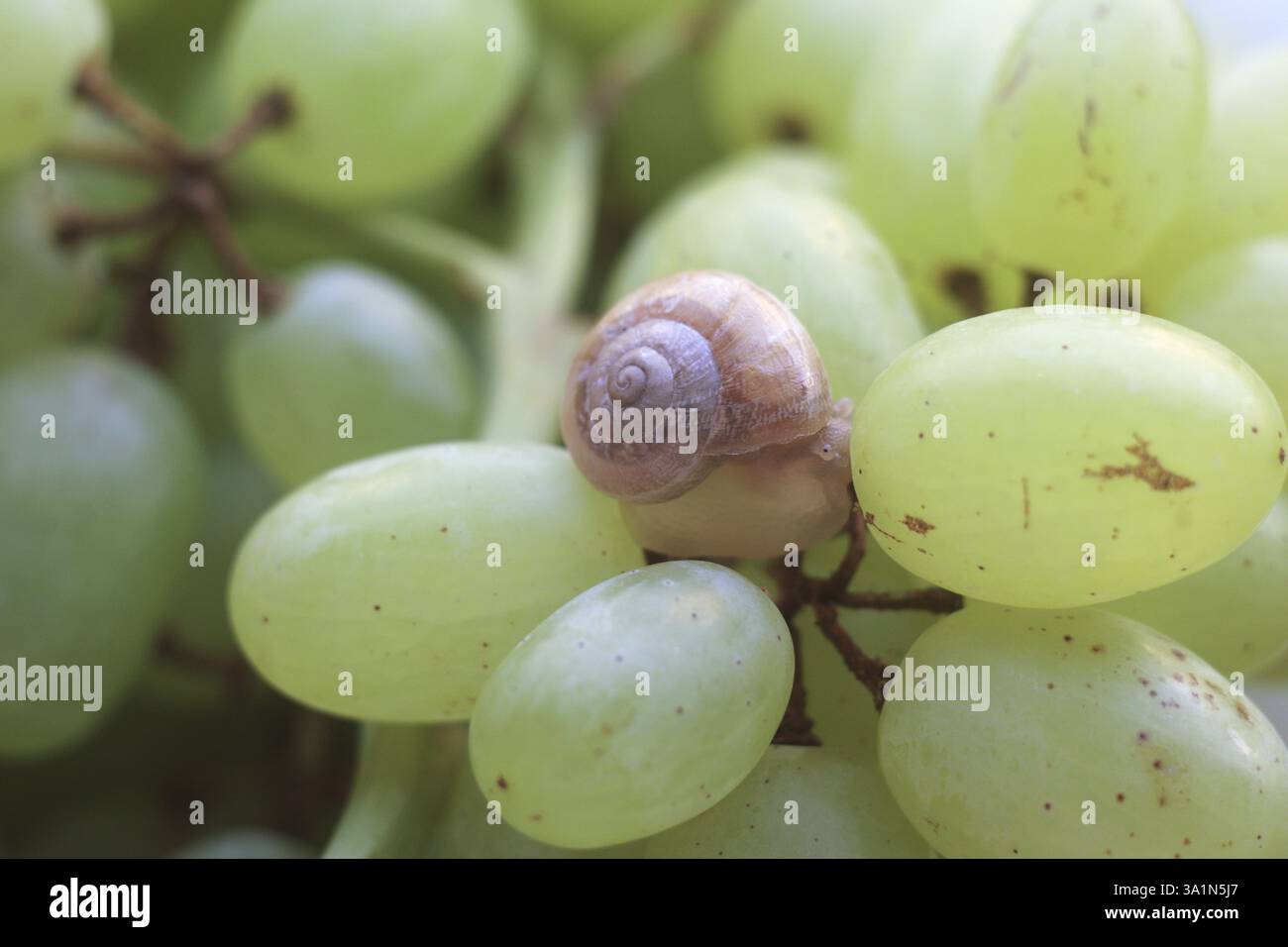 small snail try hides in the shell sitting on berries of large bunch of ...
