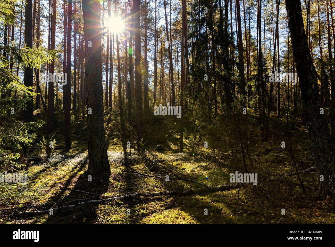 large old pines and young deciduous trees in the sunlight in autumn ...