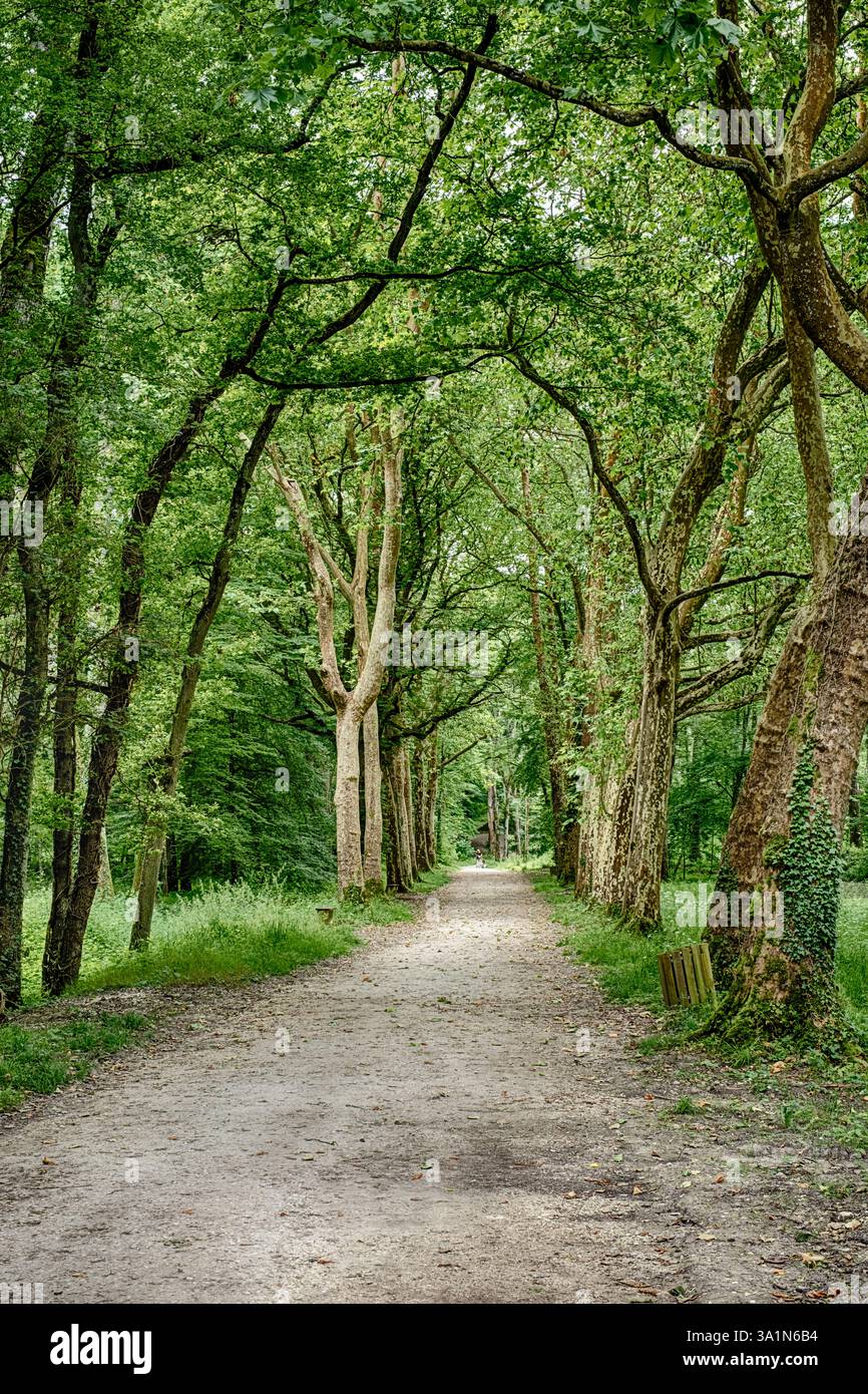 A dirt path leads through a lush, green forest in the wilder gardens of ...