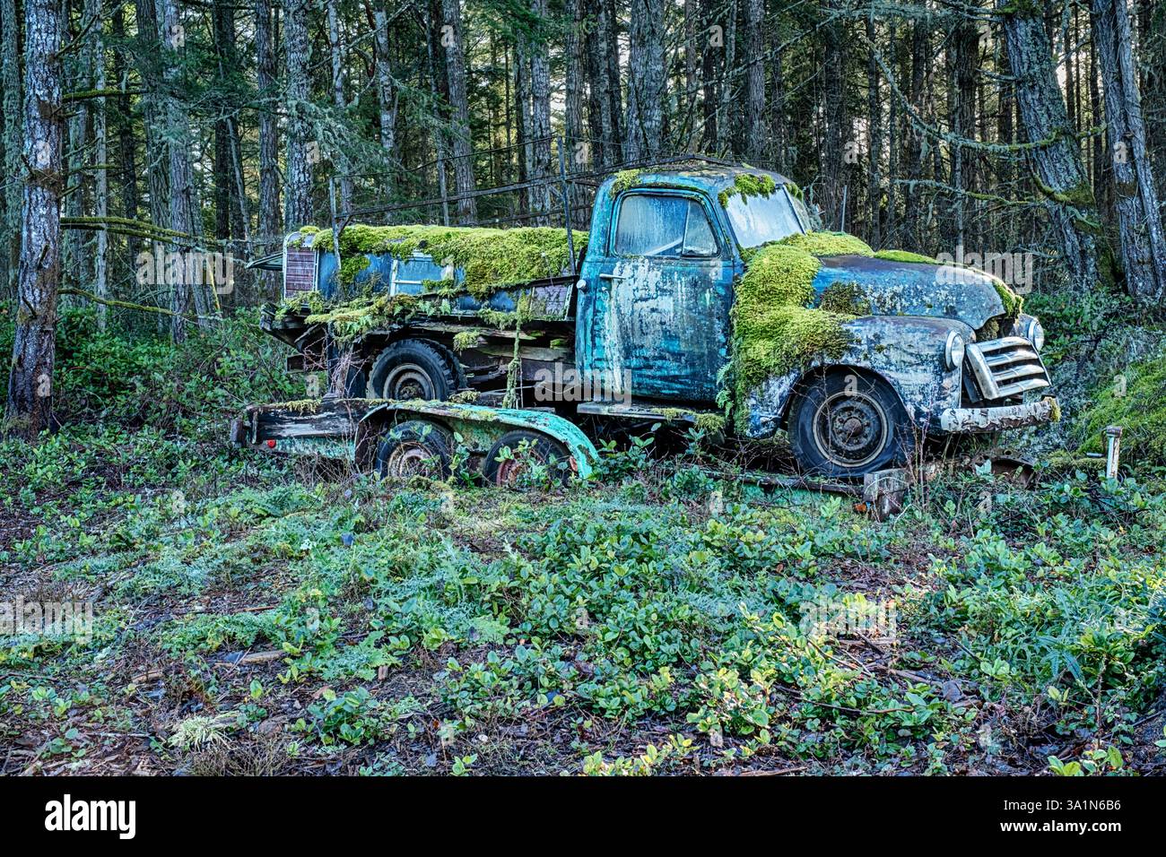 In a forest clearing, an old abandoned truck is covered in moss while ...