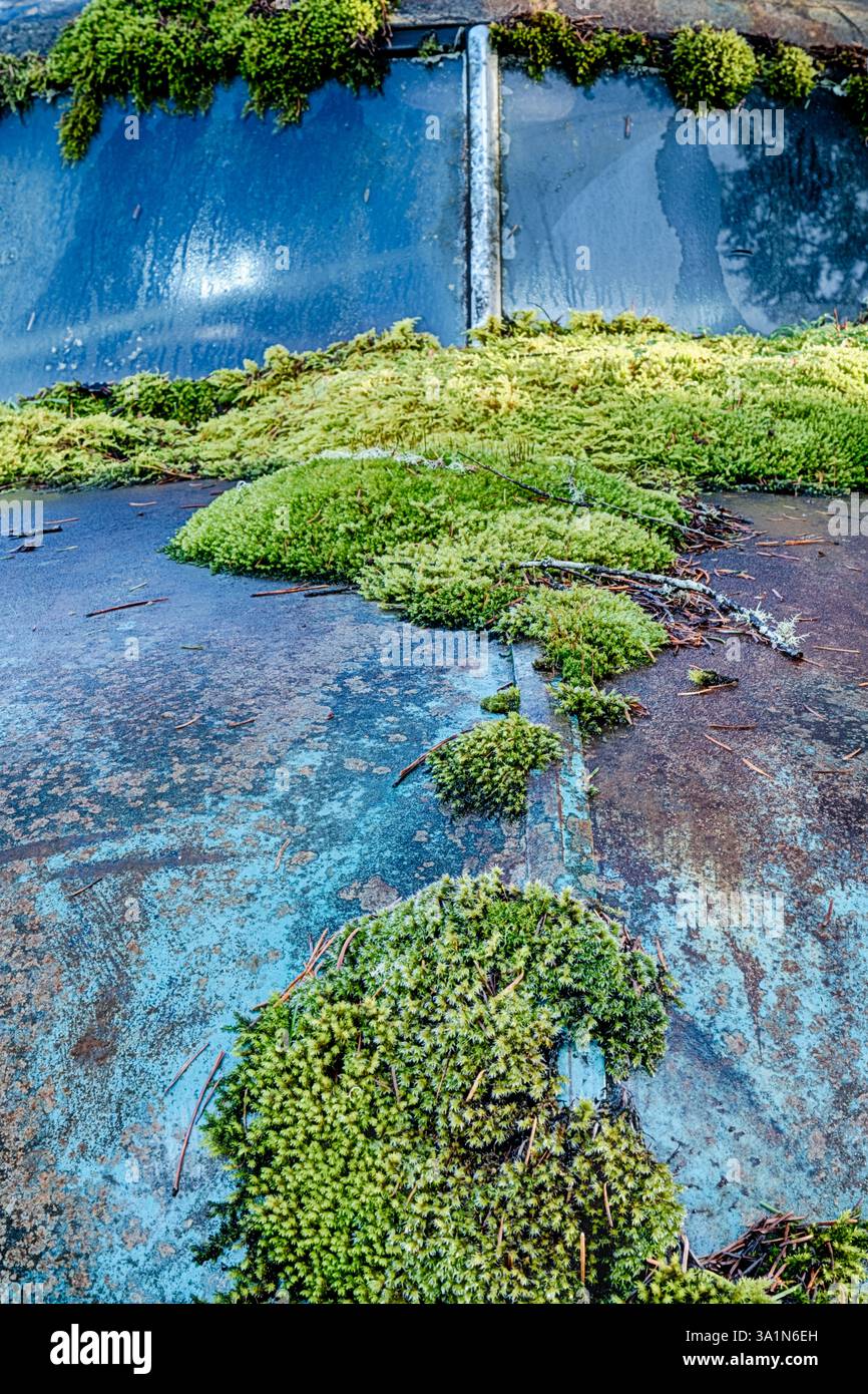 A tightly cropped view of a thick blanket of moss growing on the hood ...
