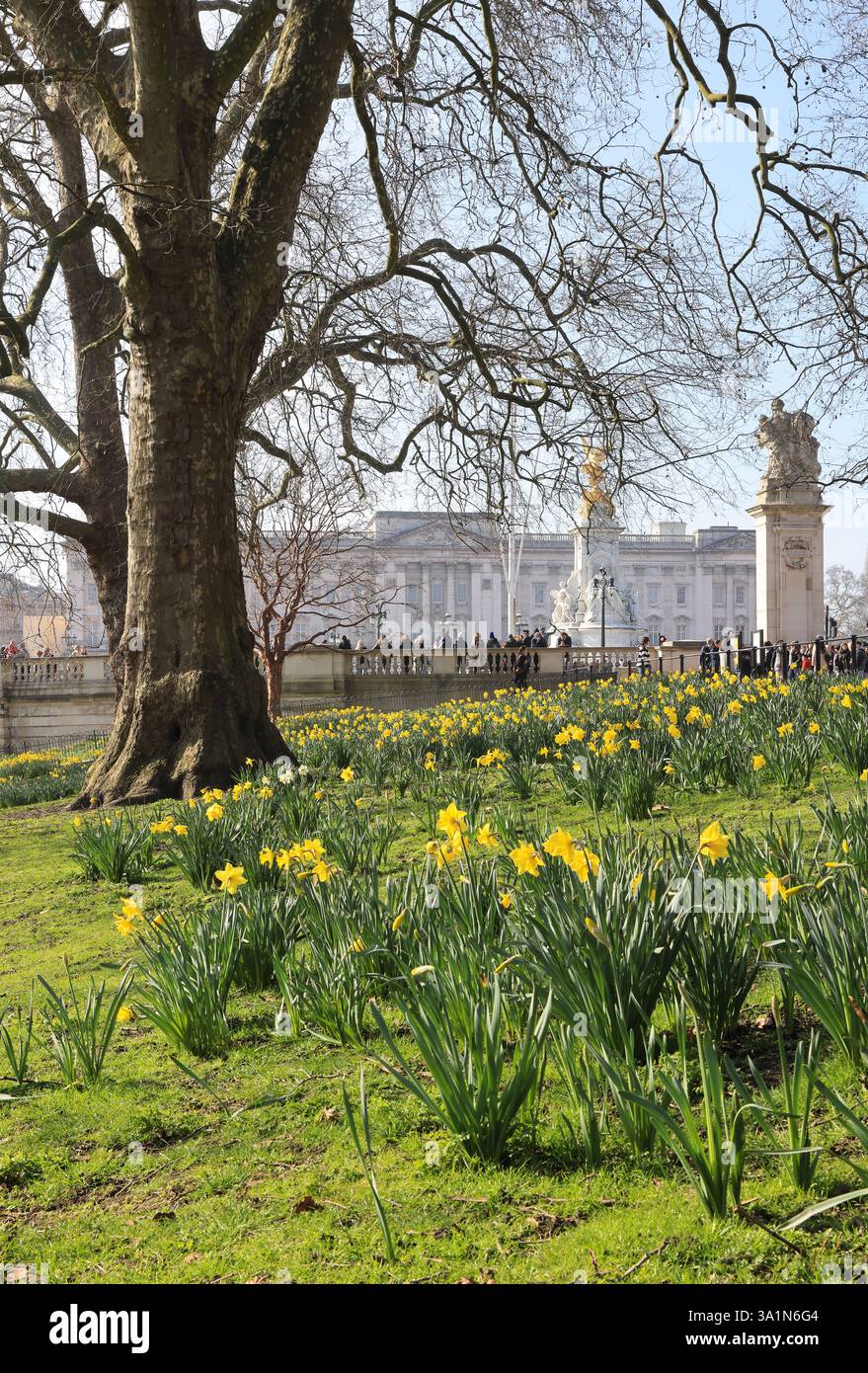 Daffodils in St James Park in front of Buckingham Palace in spring ...