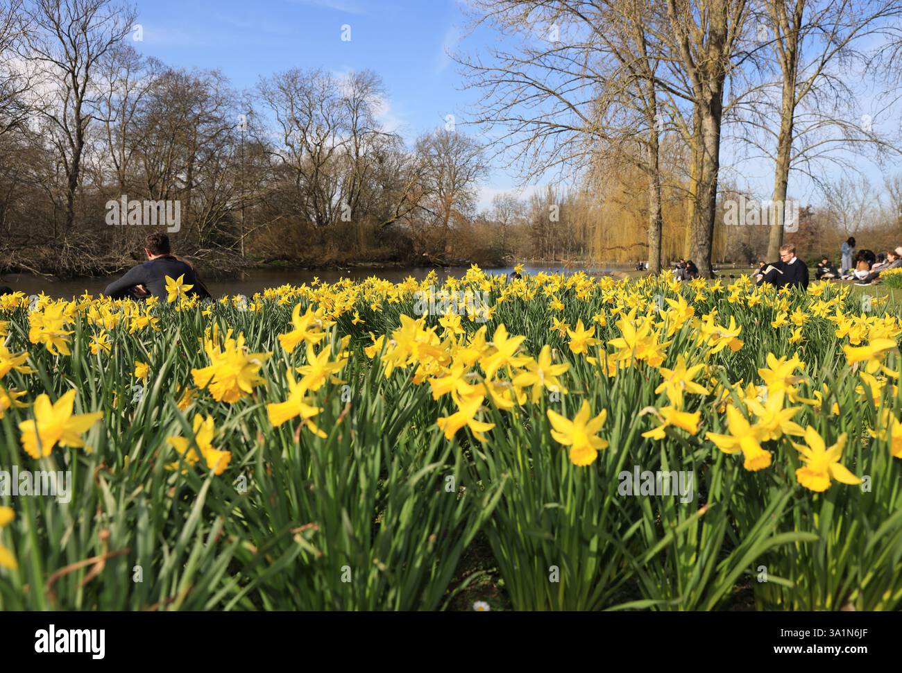 Pretty daffodils in early spring sunshine in Regents Park, London, UK ...