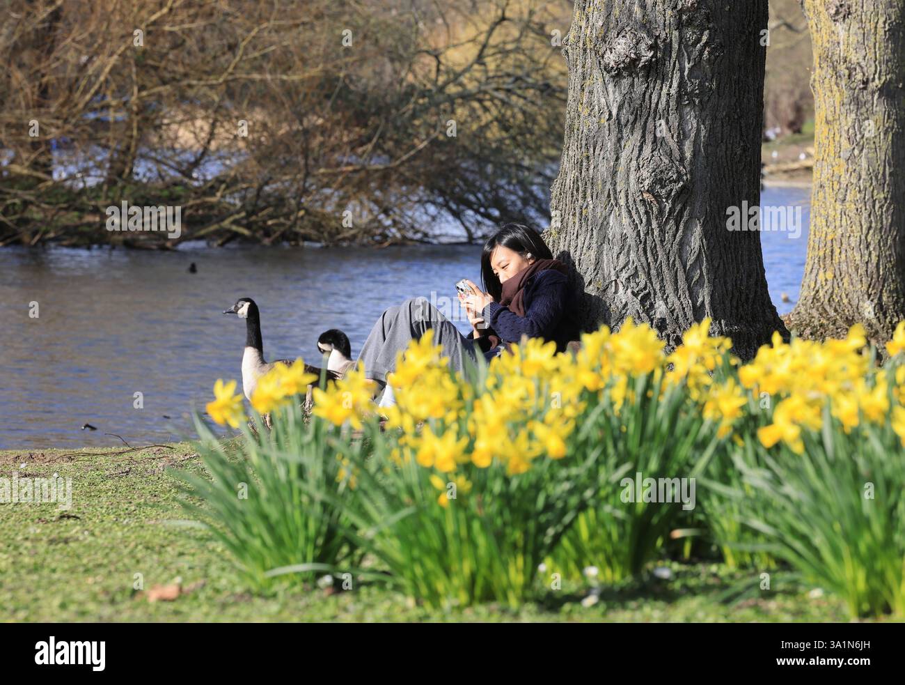 Pretty daffodils in early spring sunshine in Regents Park, London, UK ...