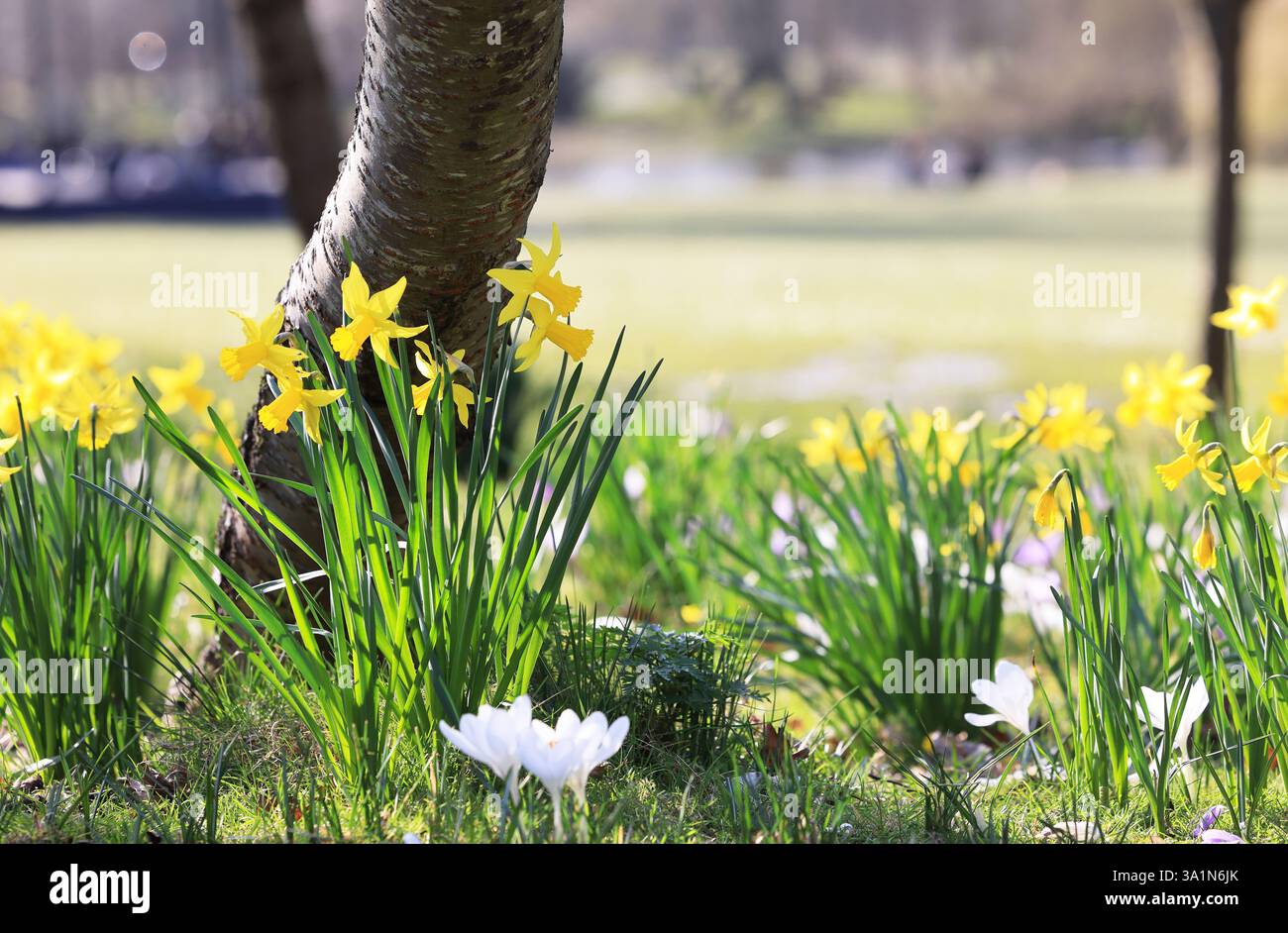 Pretty daffodils in early spring sunshine in Regents Park, London, UK ...