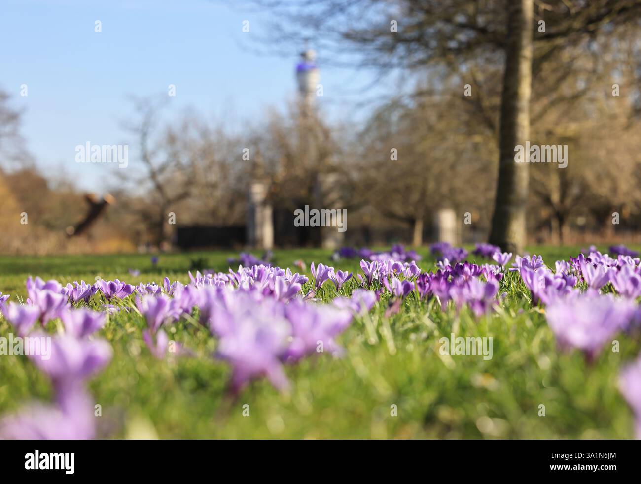 Pretty crocuses in Regents Park, in spring sunshine, London, UK Stock ...