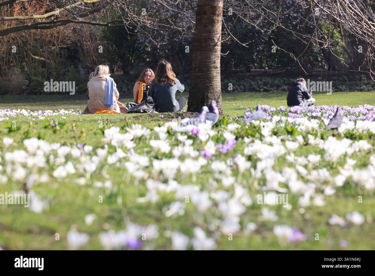 Spring crocuses in St James Park, in central London, UK Stock Photo - Alamy