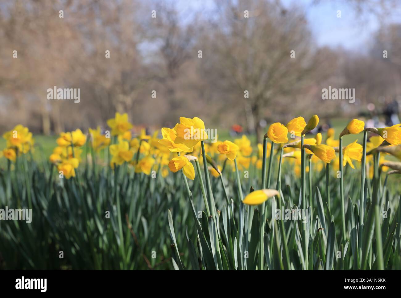 Early spring daffodils in St James Park, central London, UK Stock Photo ...