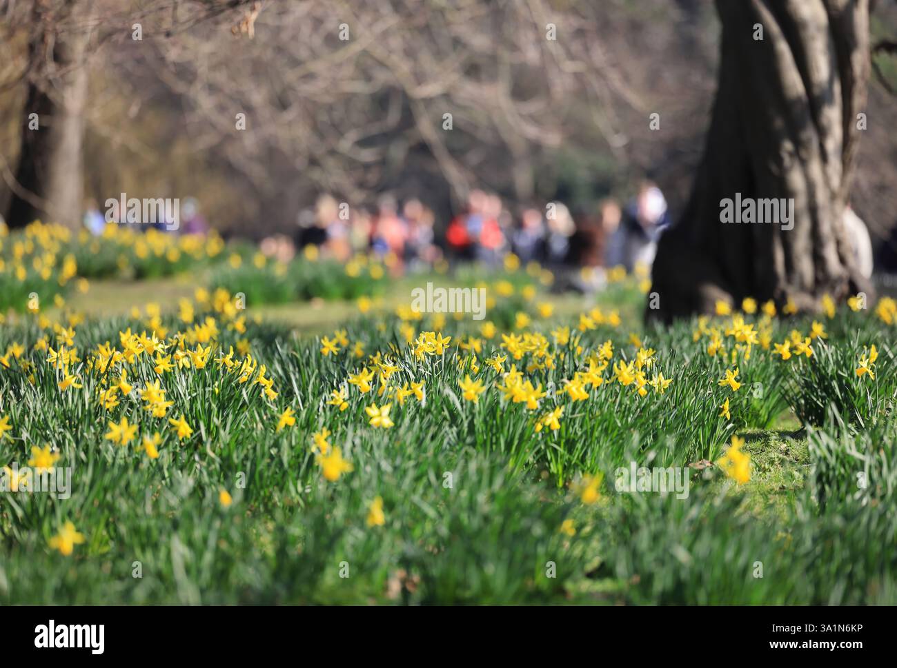Early spring daffodils in St James Park, central London, UK Stock Photo ...
