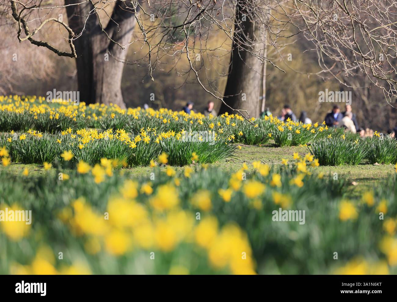 Early spring daffodils in St James Park, central London, UK Stock Photo ...