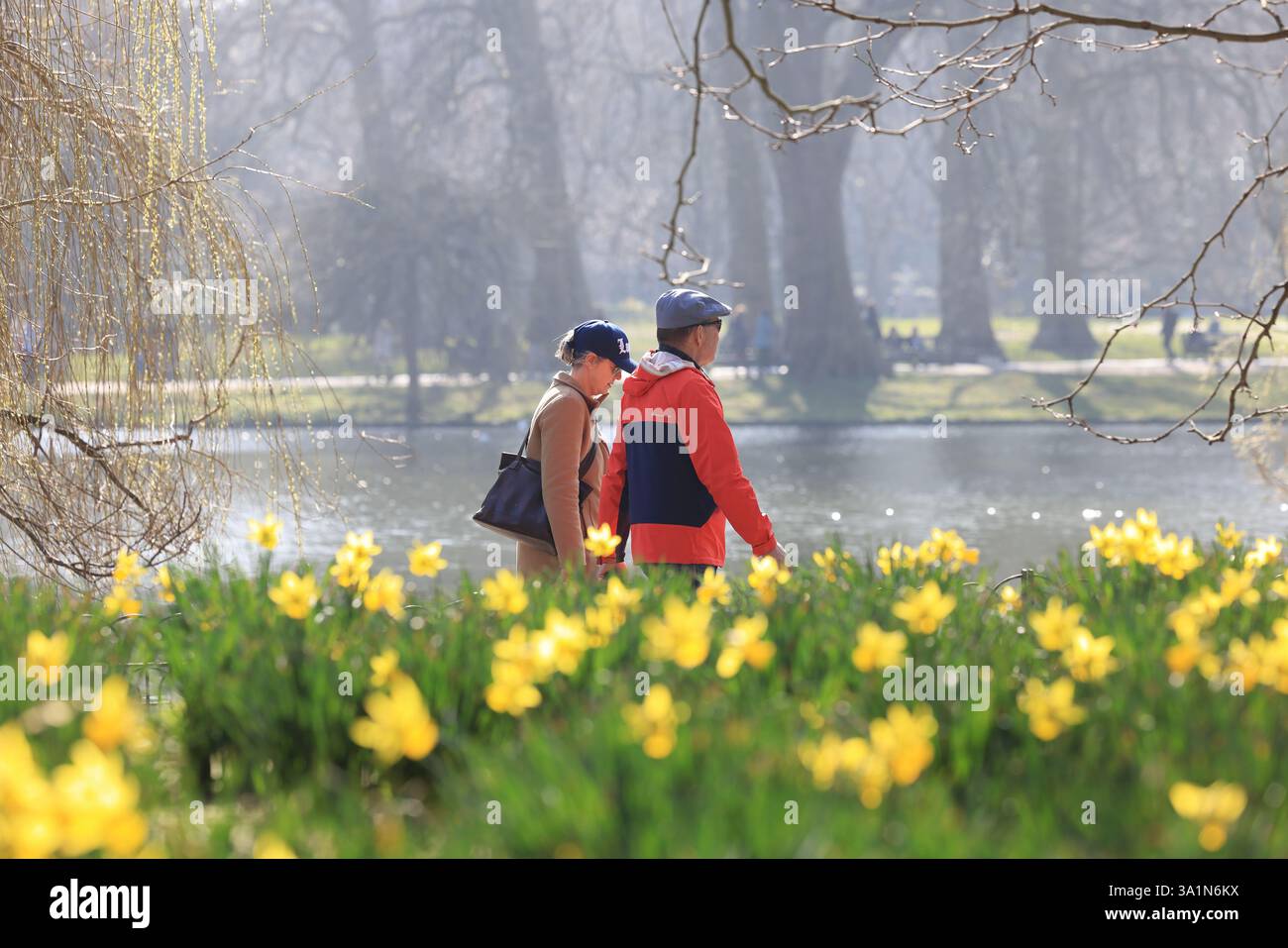 Early spring daffodils in St James Park, central London, UK Stock Photo ...