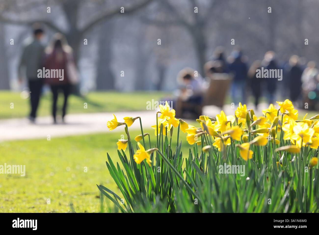 Early spring daffodils in St James Park, central London, UK Stock Photo ...