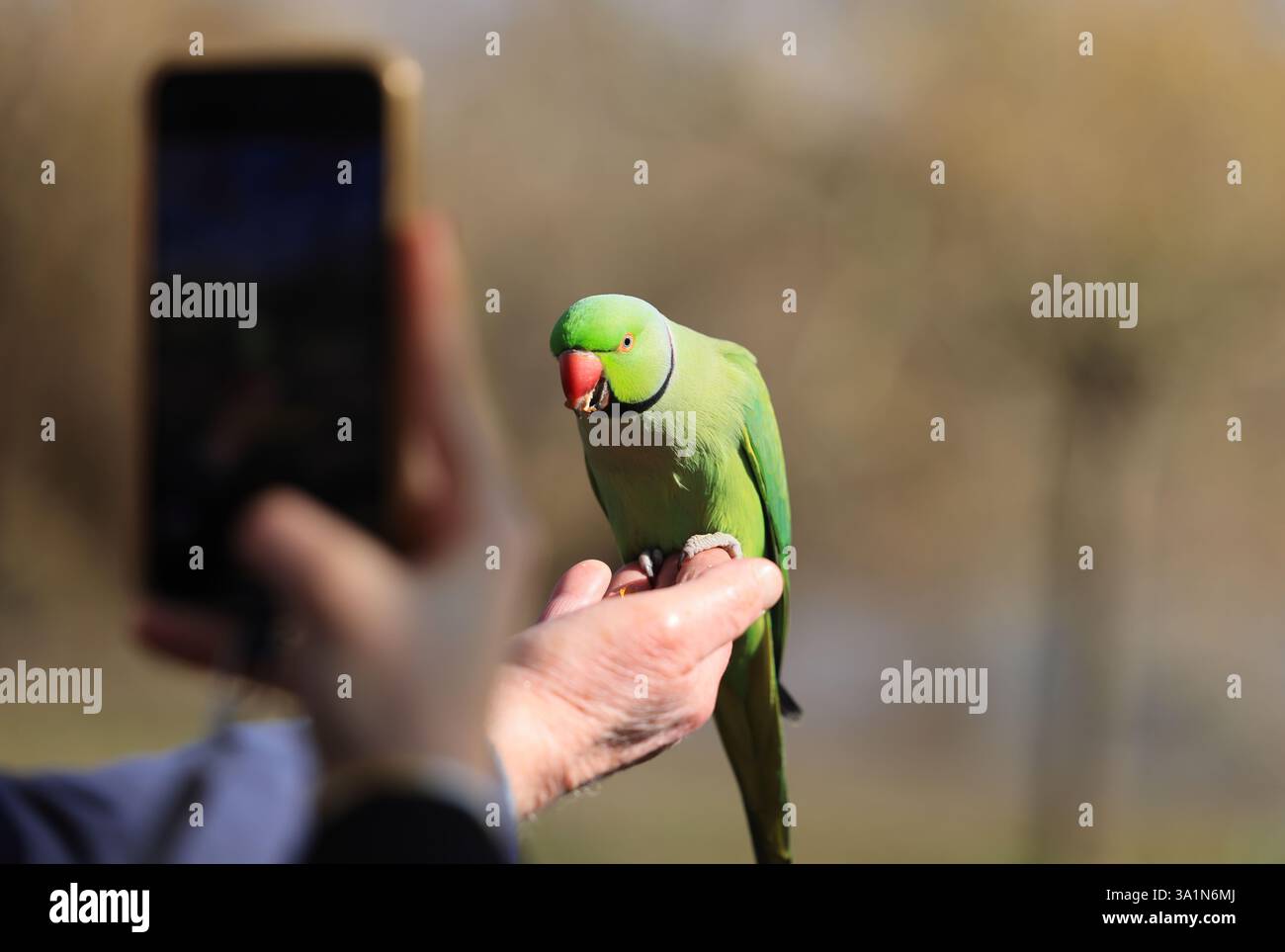 Ring-necked parakeet, Indian subspecies of the bird, originally from ...