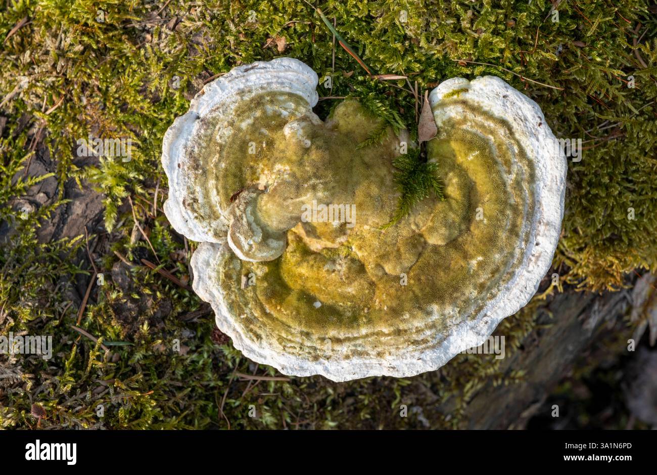 Baumpilz Xylobionten auf Totholz im Oderwald Heiningen Niedersachsen ...