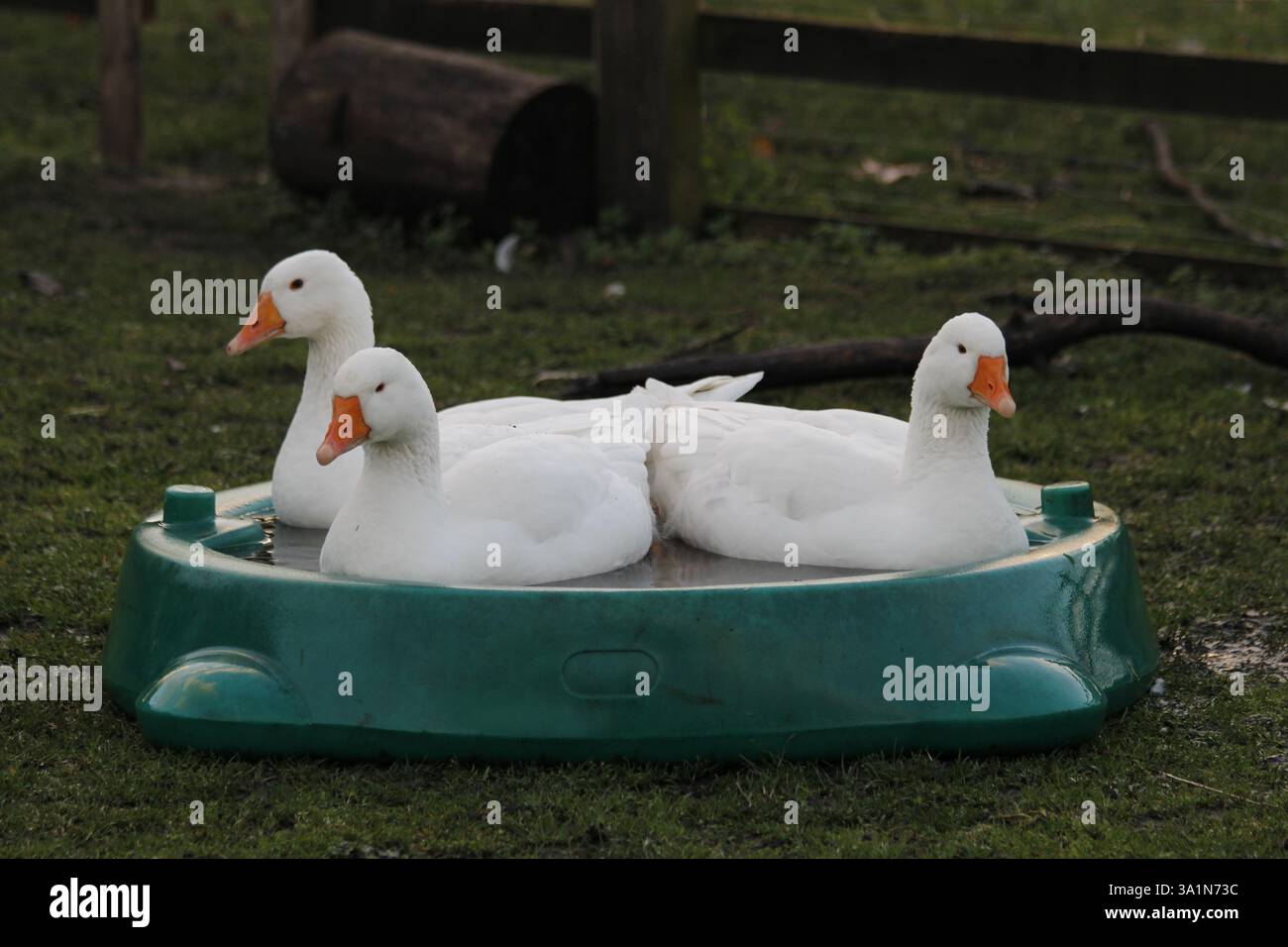 Goslings, Stepney City Farm, London Stock Photo - Alamy