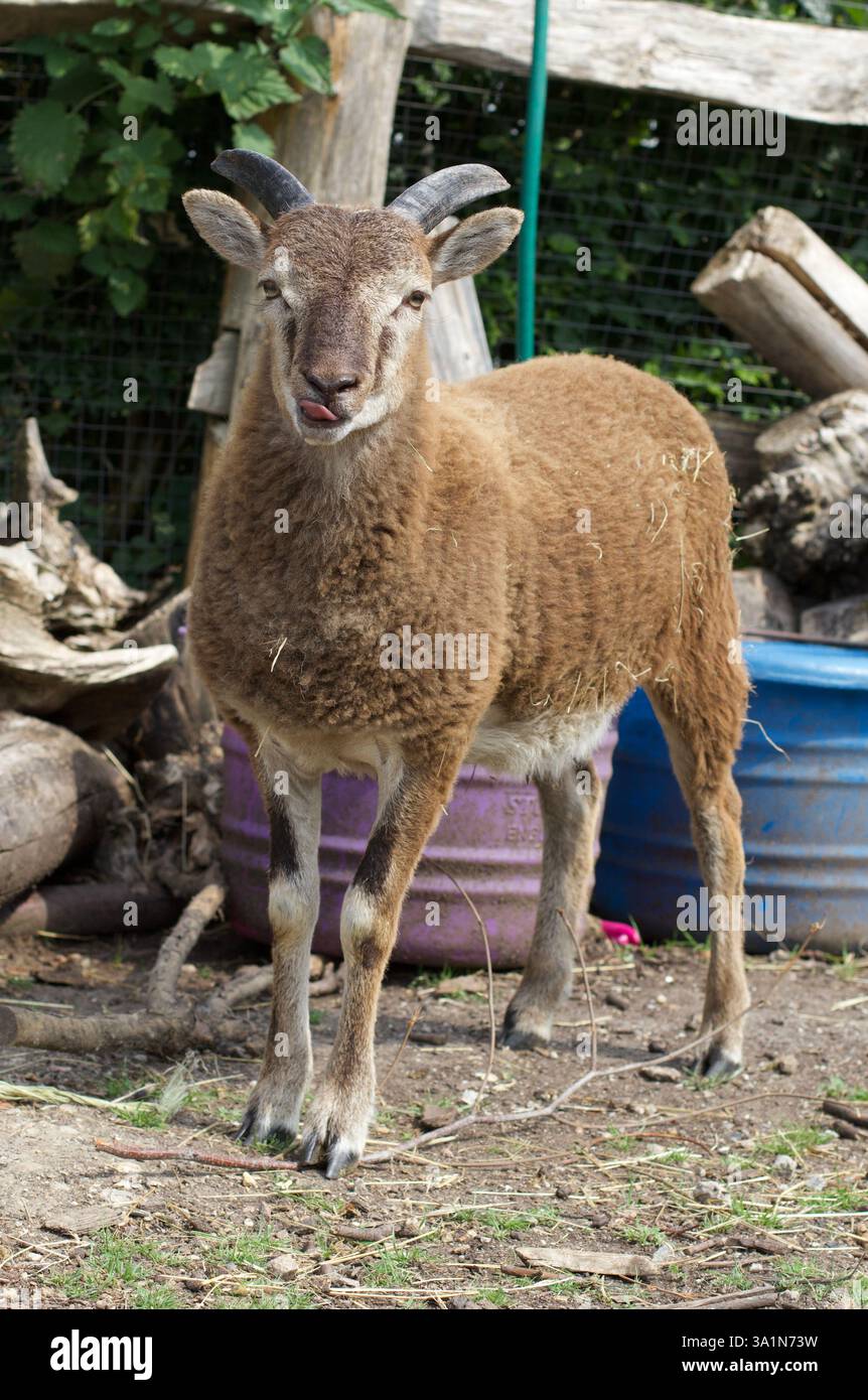 Castlemilk Moorit Lamb, Spitalfields City Farm, London Stock Photo - Alamy