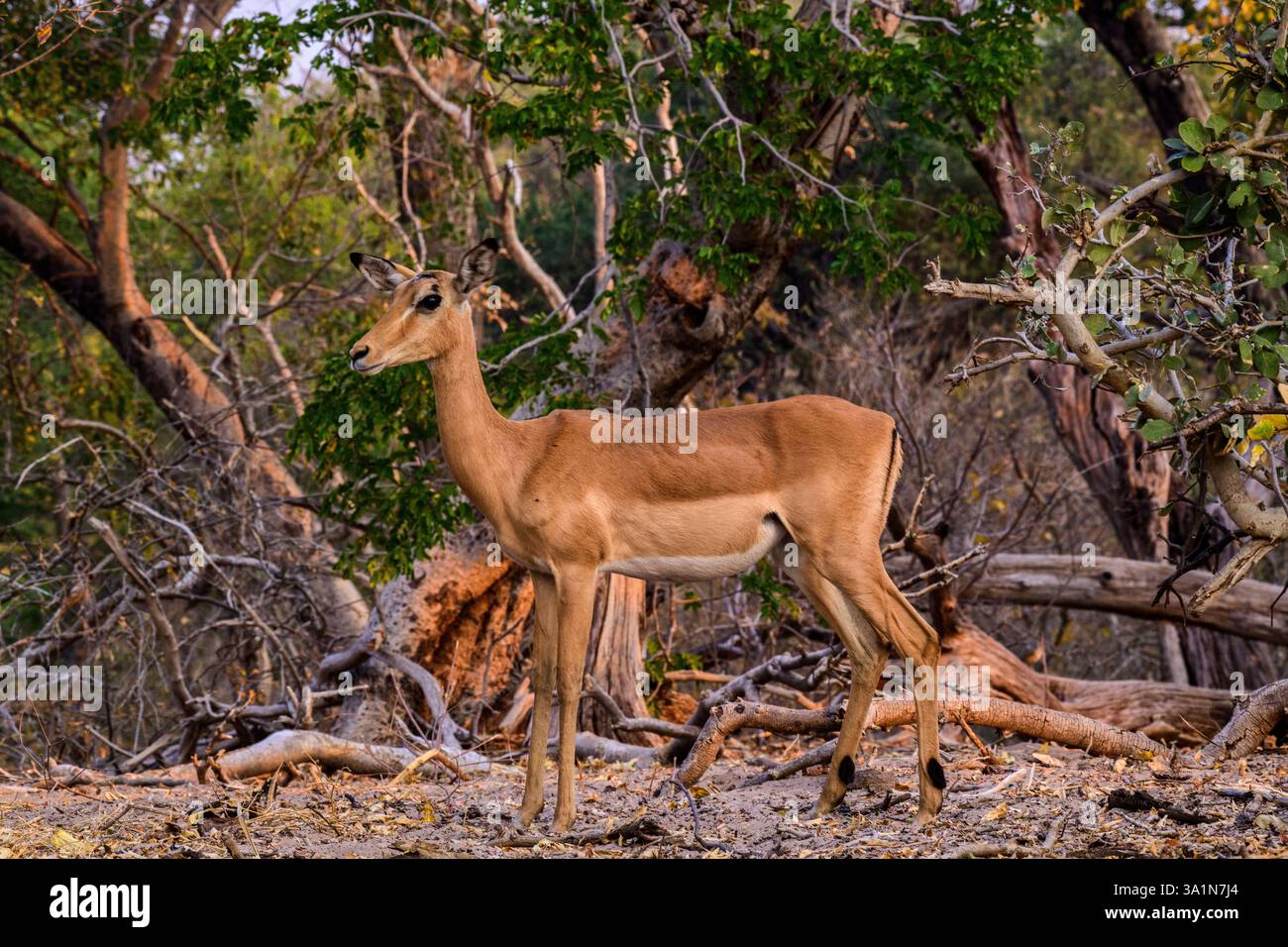 Lateral View of an Impala in front of Trees, Namibia Stock Photo - Alamy