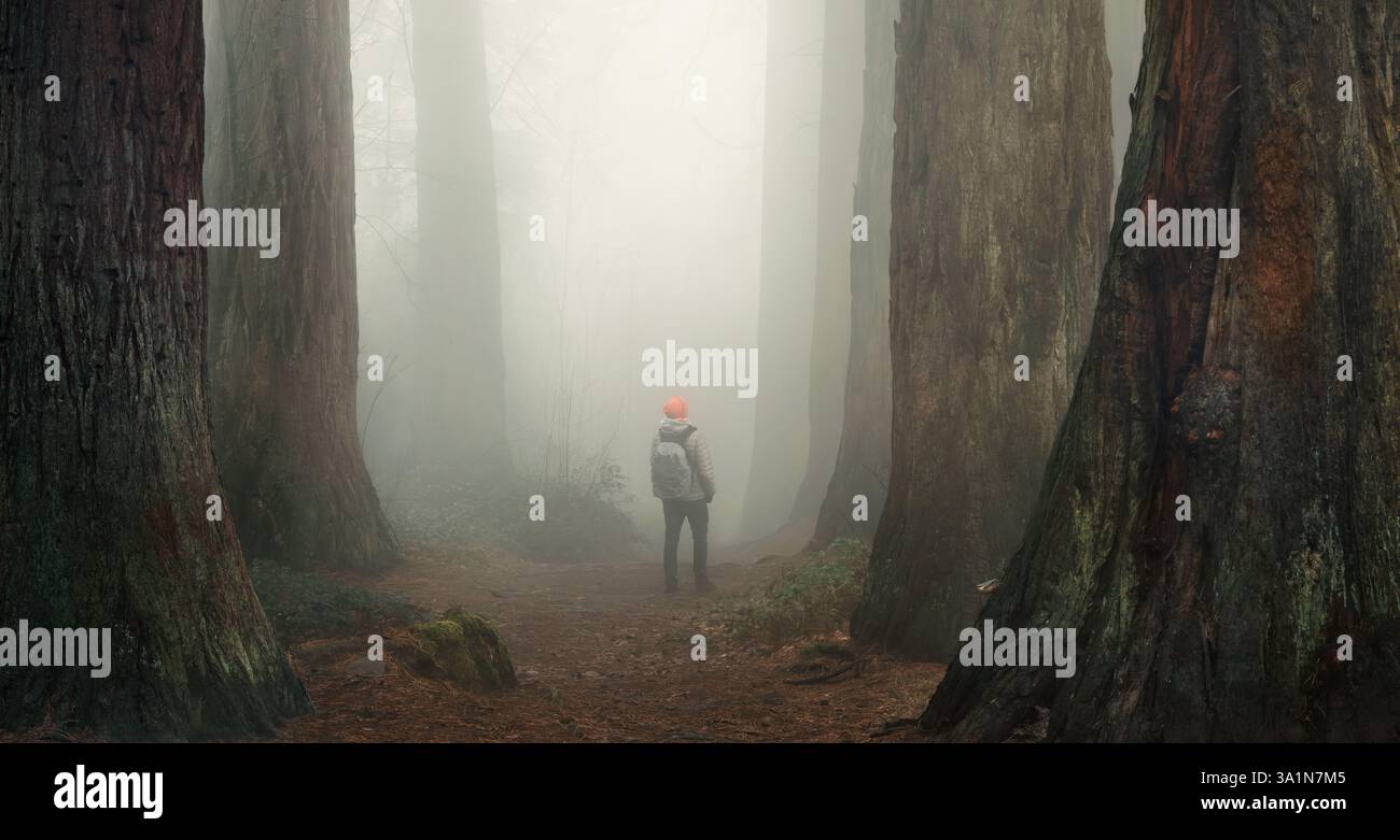 Hiking in awe under huge redwood trees with lots of atmosphere and fog ...