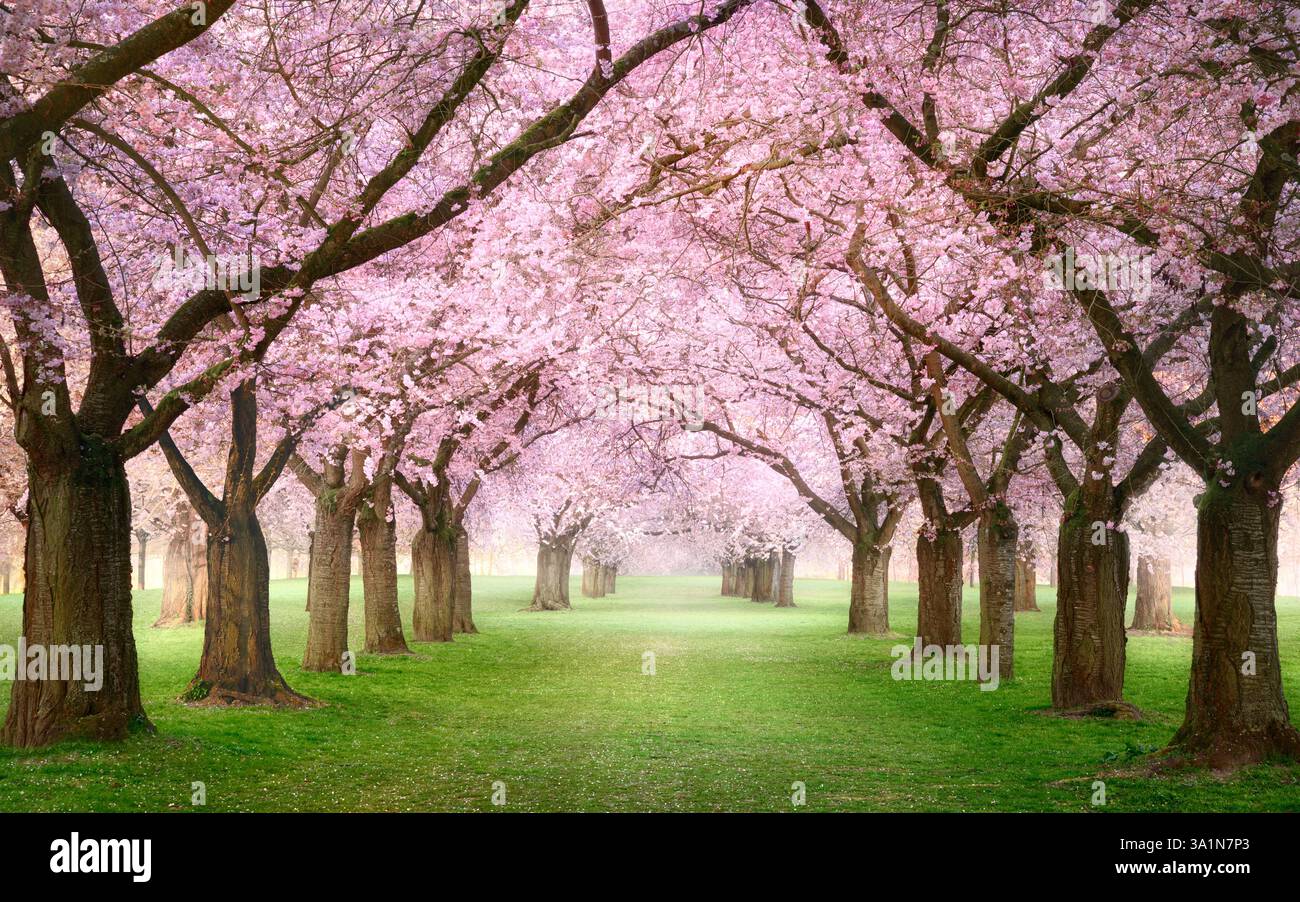 Pink cherry blossom garden with flowering trees in spring. A dreamy ...