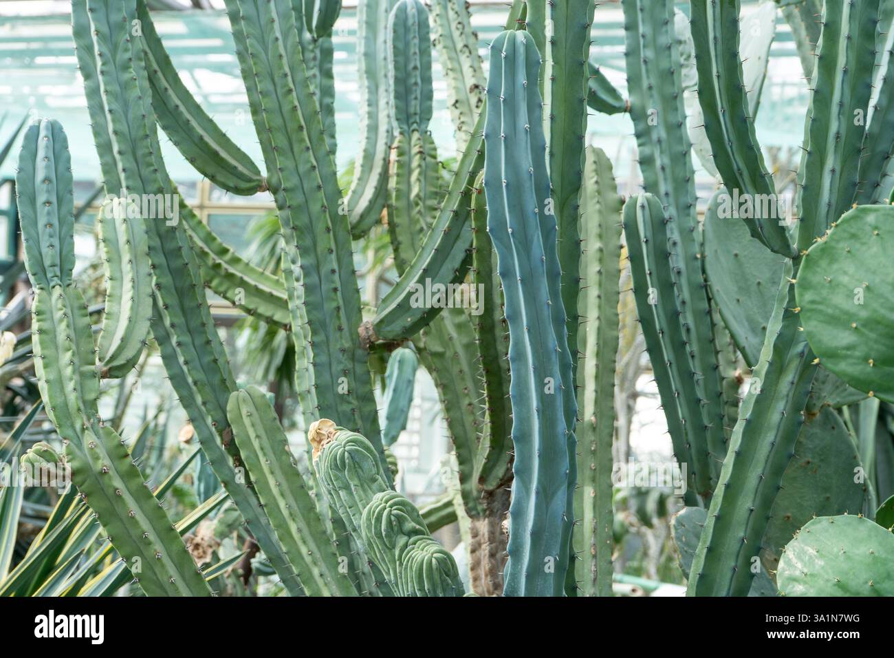 Cacti of different types, shapes and sizes. Succulent plants. Flowers ...