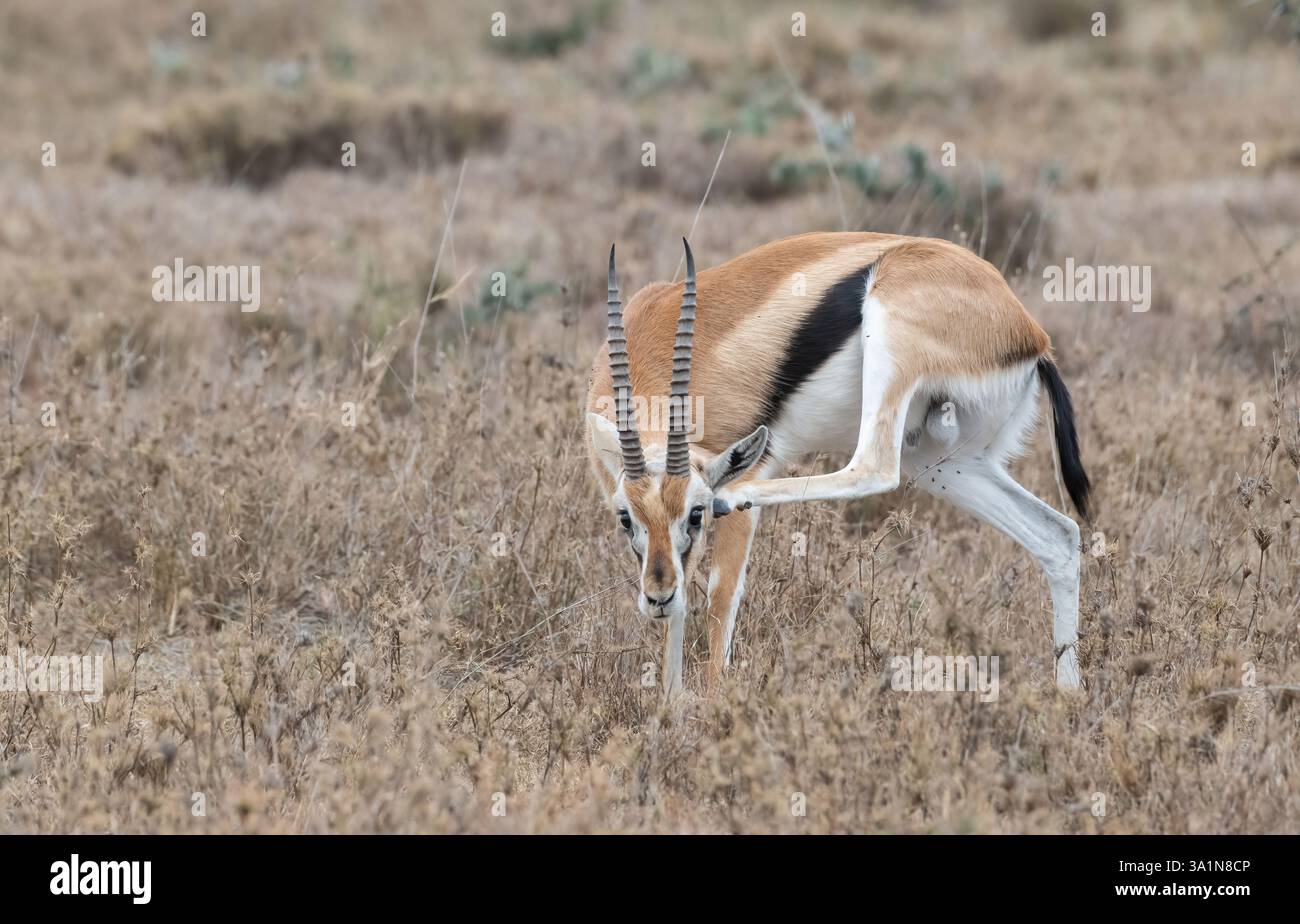 Red fronted gazella hi-res stock photography and images - Alamy