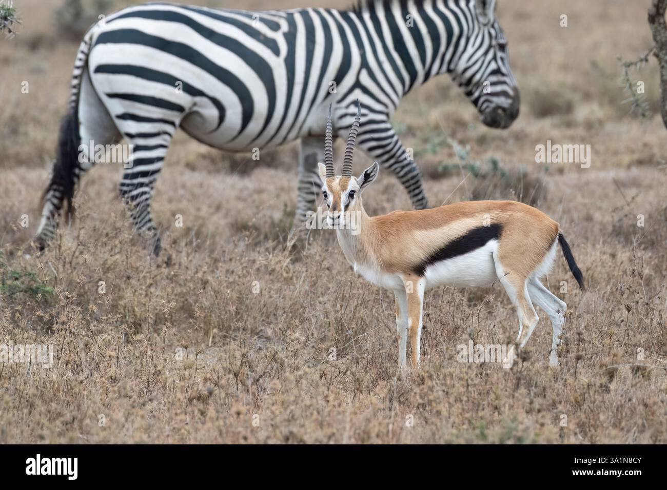 Thomson's gazelle (Gazella rufifrons), sometimes known as the red ...