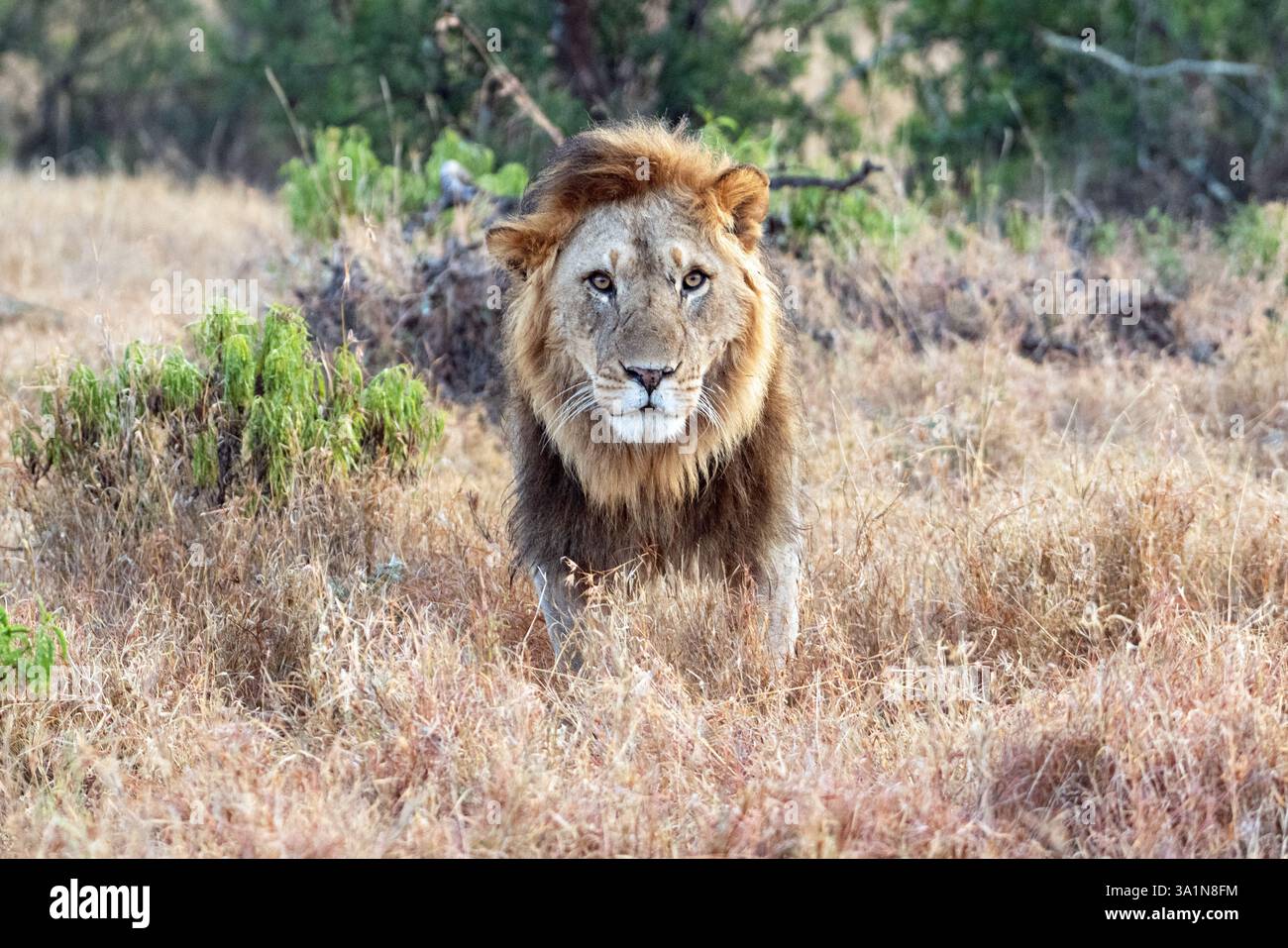 African lion (Panthera leo), pride male patrolling his territory Stock ...