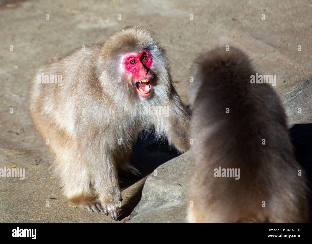 A Japanese macaque (Macaca fuscata) in Jigokudani, Japan. These ...