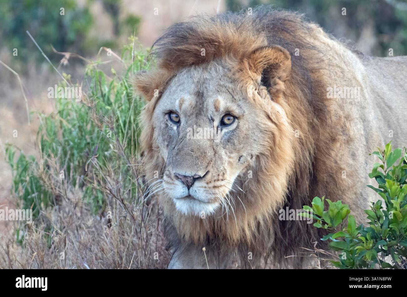 African lion (Panthera leo), pride male patrolling his territory Stock ...