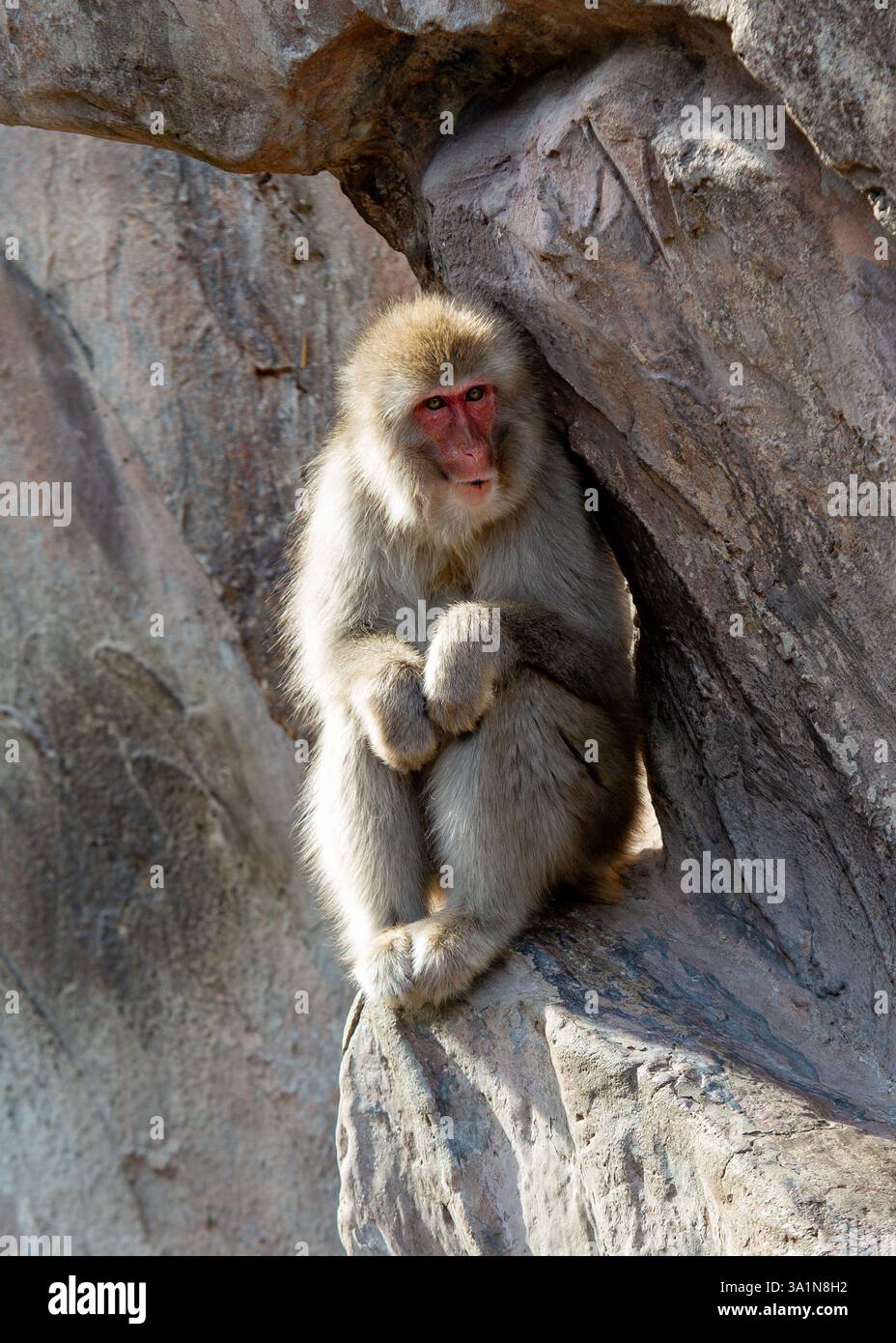 A Japanese macaque (Macaca fuscata) in Jigokudani, Japan. These ...