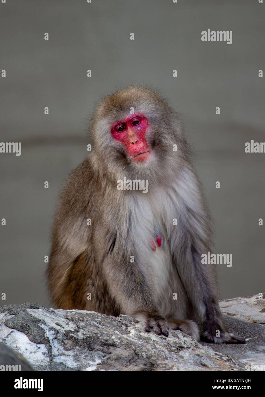 A Japanese macaque (Macaca fuscata) in Jigokudani, Japan. These ...