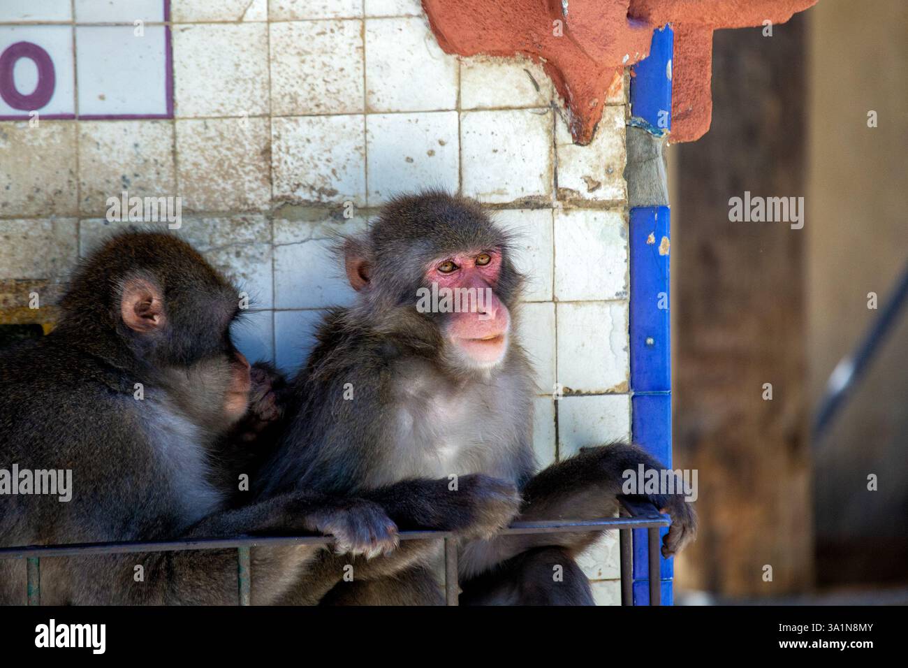 A Japanese macaque (Macaca fuscata) in Jigokudani, Japan. These ...