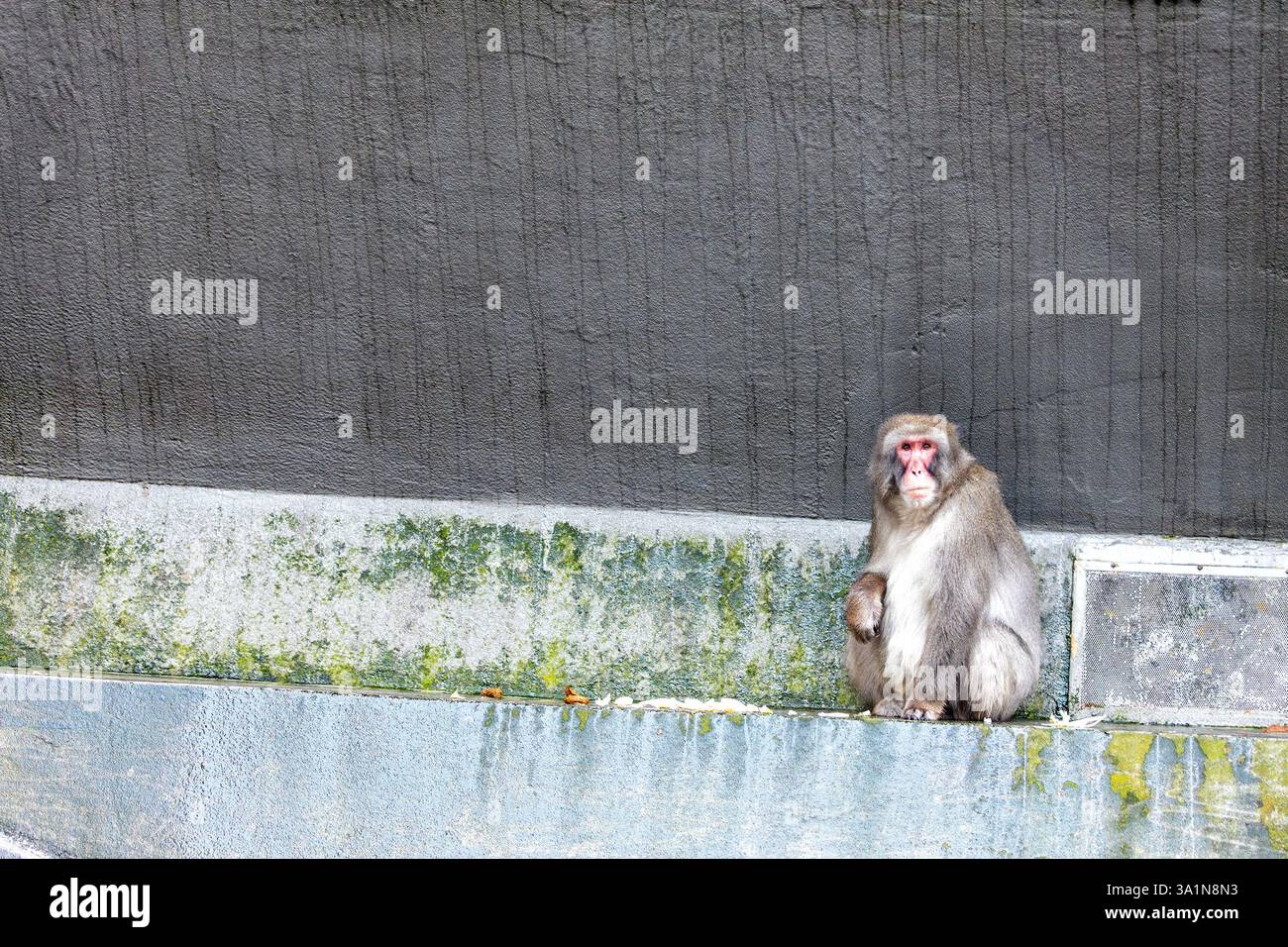 A Japanese macaque (Macaca fuscata) in Jigokudani, Japan. These ...