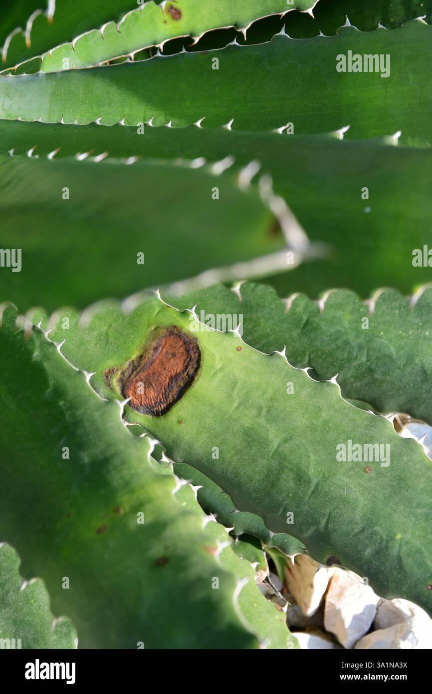 Cold burn seen on a plant of the Asparagaceae family in a garden Stock ...