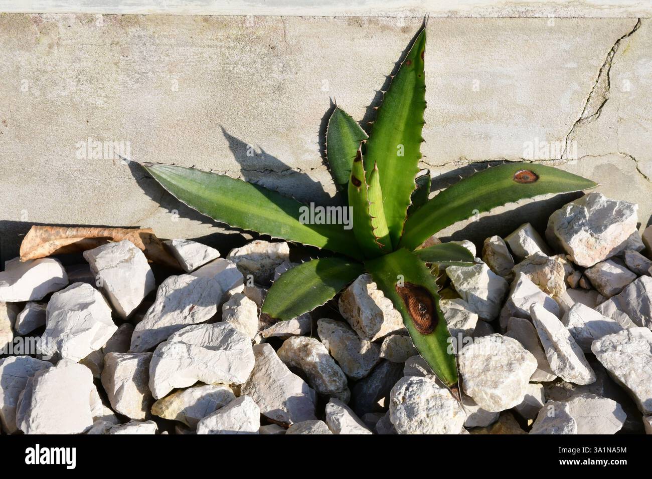 Cold burn seen on a plant of the Asparagaceae family in a garden Stock ...